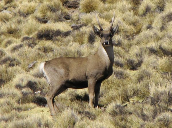 La taruca está segura en Los Alisos, un santuario para la especie ...